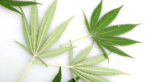 Cannabis Strains 101: An Introduction to Indica, Sativa, and Hybrid ...