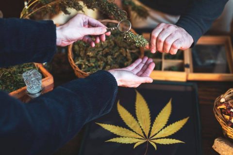 Cannabis Strains 101: An Introduction to Indica, Sativa, and Hybrid ...