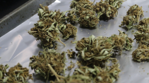 How to Decarboxylate Cannabis for Edibles and Extracts